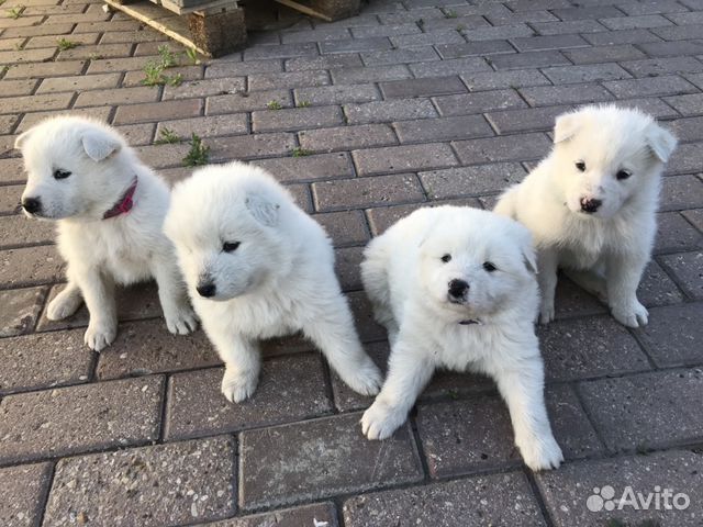Щенки лайки
