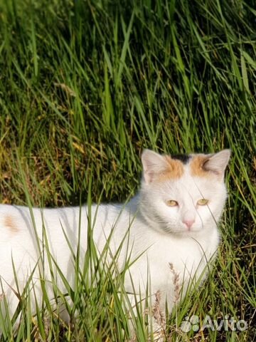 Кошка Белочка