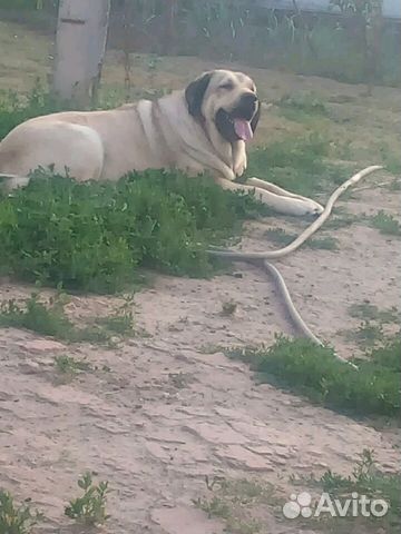 Нужен жених