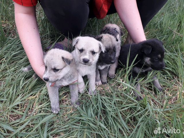 Щенки
