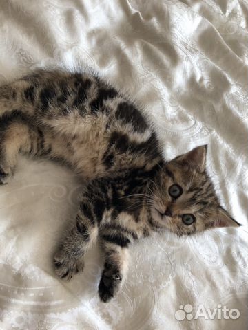 Котёнок шотландец скоттиш страйт