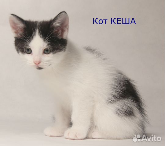 Котик 2,5 месяца в добрые руки