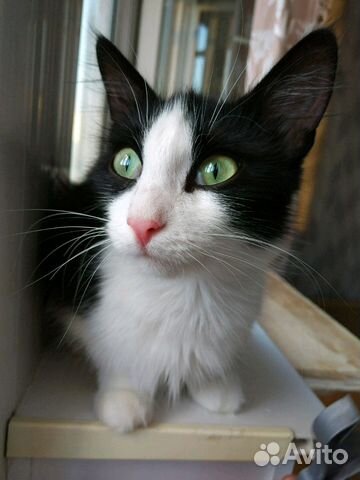 Бельченок ищет новый дом