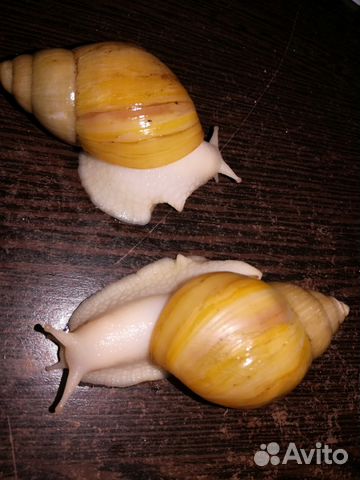 Детки улитки Ахатина Ирадели, Альбино боди