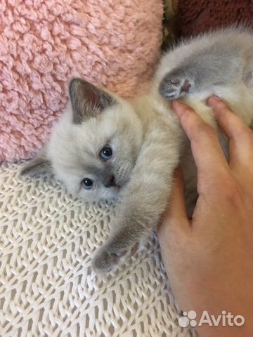 Плюшевый шотландец