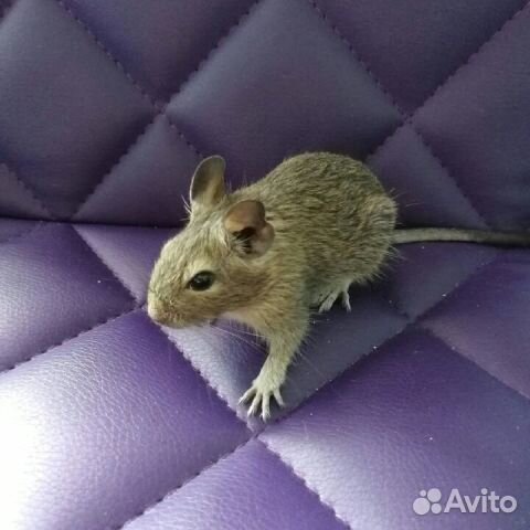Дегу бельчата
