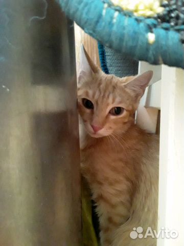 Рыжики ищут семью