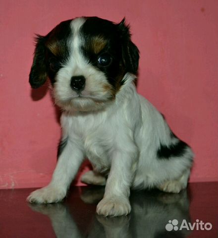 Малыши Кавалерчики