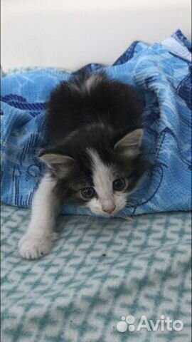 Кошечка