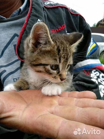 Тигренок в добрые руки