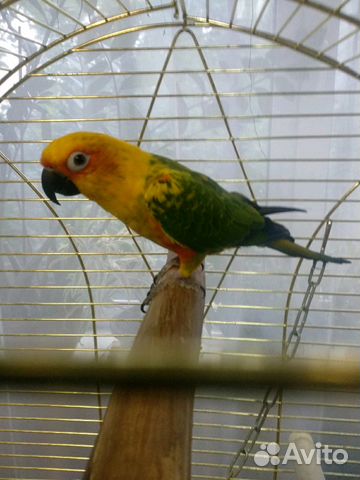 Попугай аратинга яндайя