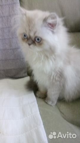 Классический персидский котёнок