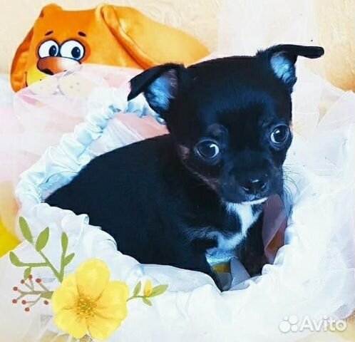 Малыши чихуашечки