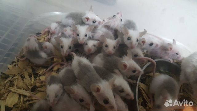 Мастомисы мыши кормовые