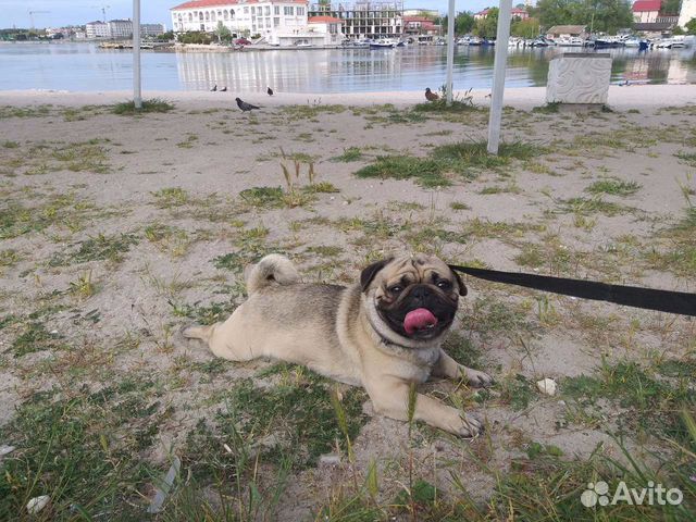 Вязка собак