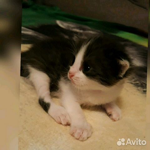 Котенок британец помесь с сибирскоц