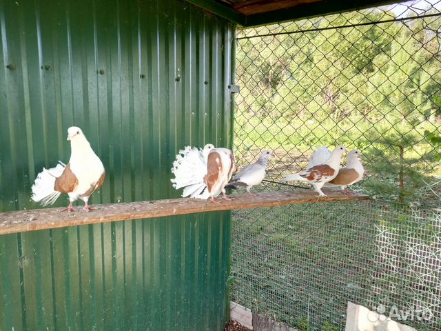 Голуби павлины и пермские высоколетные