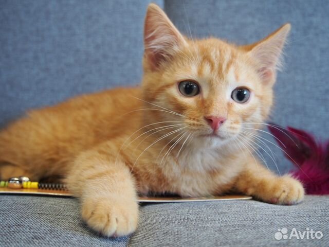 Рыжик - огненный забавный малыш в добрые руки