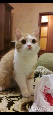 Кошечка Маруся