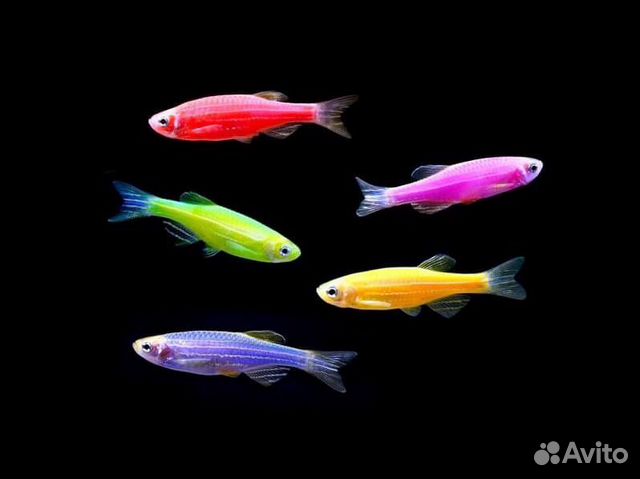 Данио глофиш