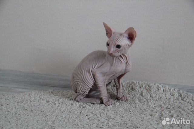 Донской сфинкс мальчик