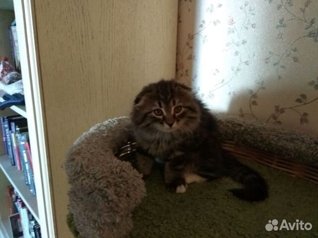 Метис норвежской лесной кошки