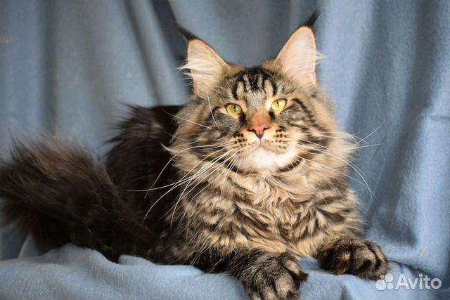 Племенной шикарный кот мейн-кун