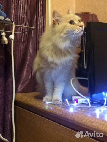 Спасите,сибирский кот Персик ищет свой дом