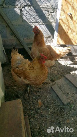 Курицы несушки 5 штук