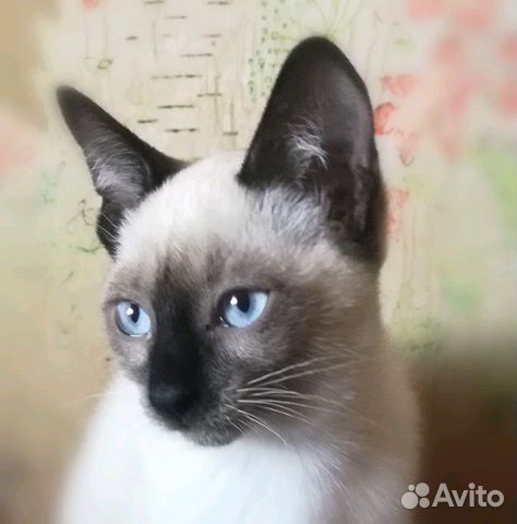 Чудесная тайская кошечка, 3 месяца