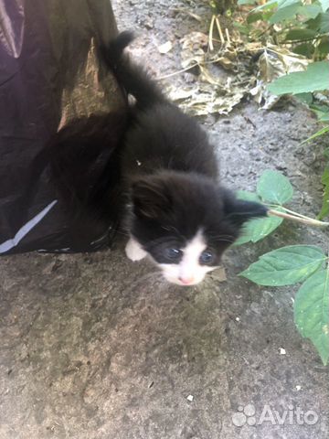 Котенок