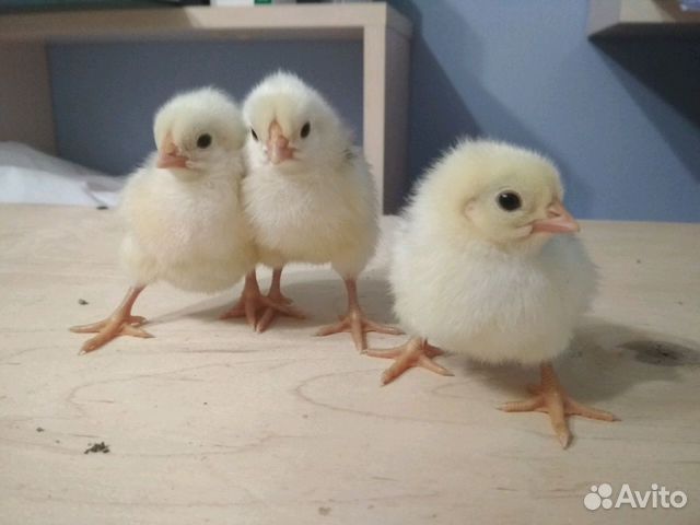 Цыплята Пушкинские и разные