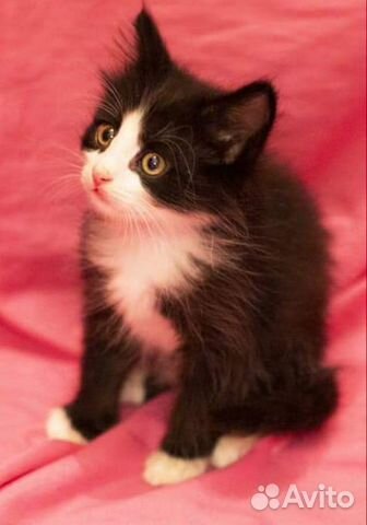 Котенок ищет дом