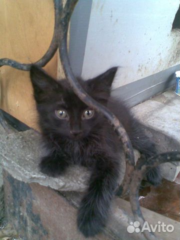 Котята подкидыши ищут семью и дом