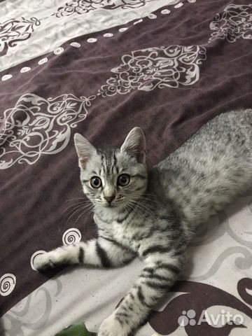 Отдам в хорошие руки,кошку Дусю 3 месяца очень кра
