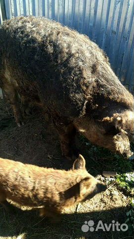 Венгерская мангалица