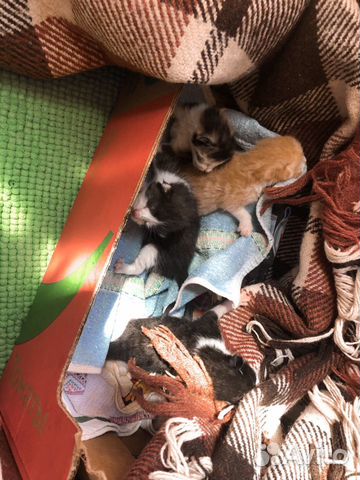 Котята