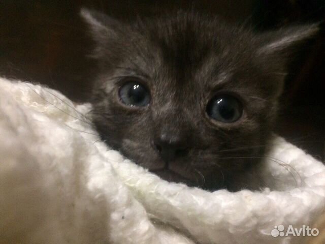 Котенок 1,5 месяца