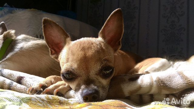 Продается Чишка