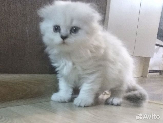 Хайленд фолд Беляш