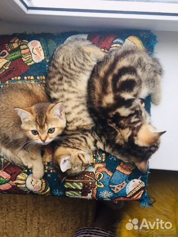 Британские красавцы