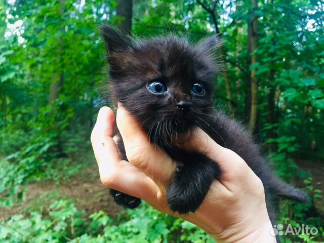 Кошечка 5 недель