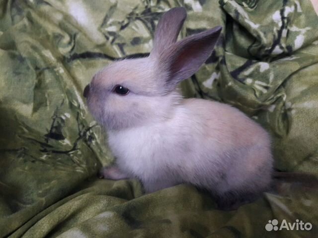 Продам крольченка