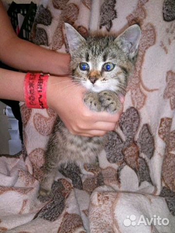 Ищу мамочку