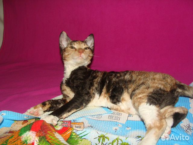 Маков цвет девочка уральский рекс