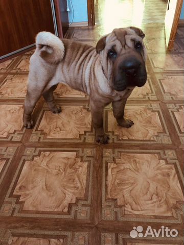 Щенок шарпея