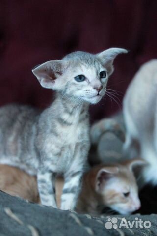 Мраморная ориентальная девочка экстремального типа