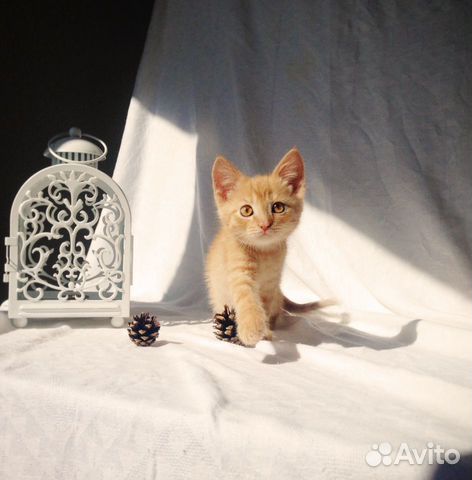 Котёнок Кельтский Европейский