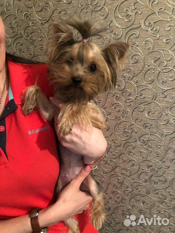 Йоркширский терьер