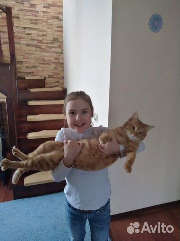 Пропал рыжий кот
